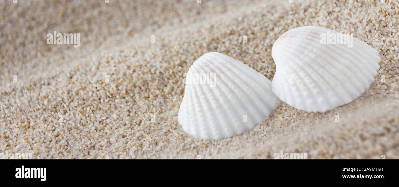 SPA shells in the sand as background Stock Photo - Alamy