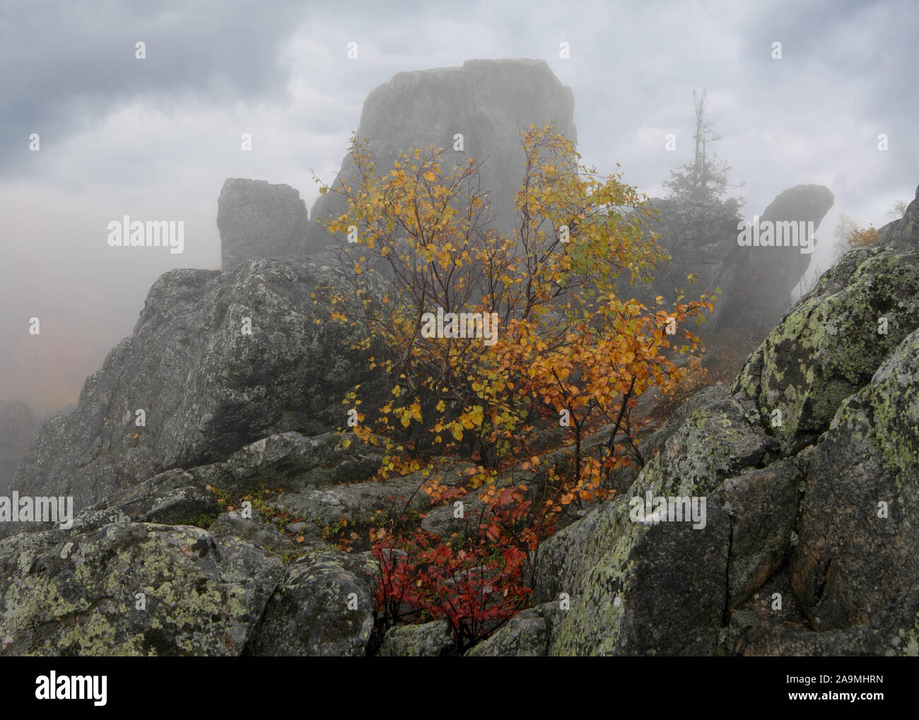 Yellow bush growing on the rock. Mist Stock Photo - Alamy
