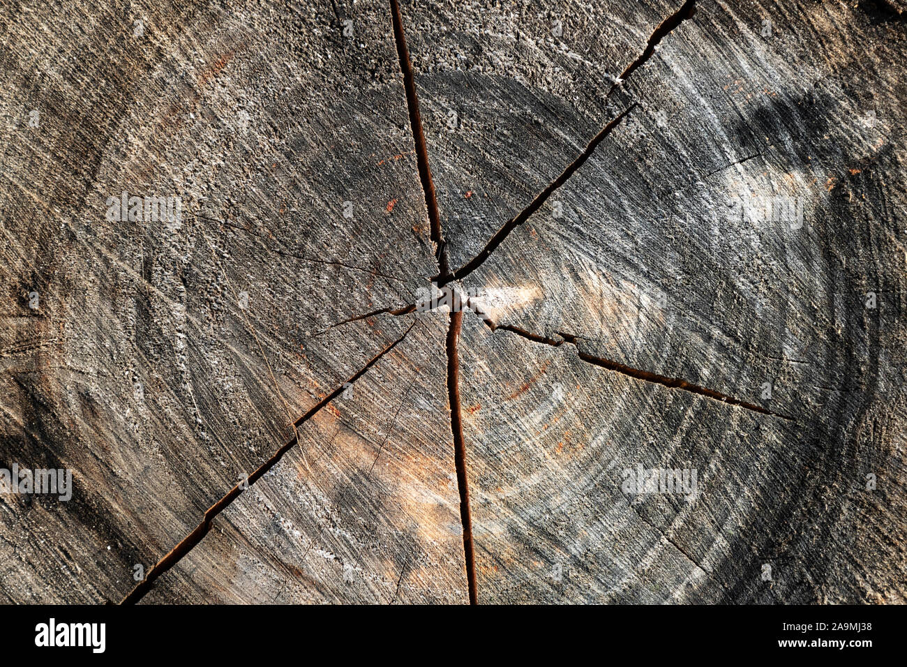 Natural wood trunk segment surface high quality texture background ...