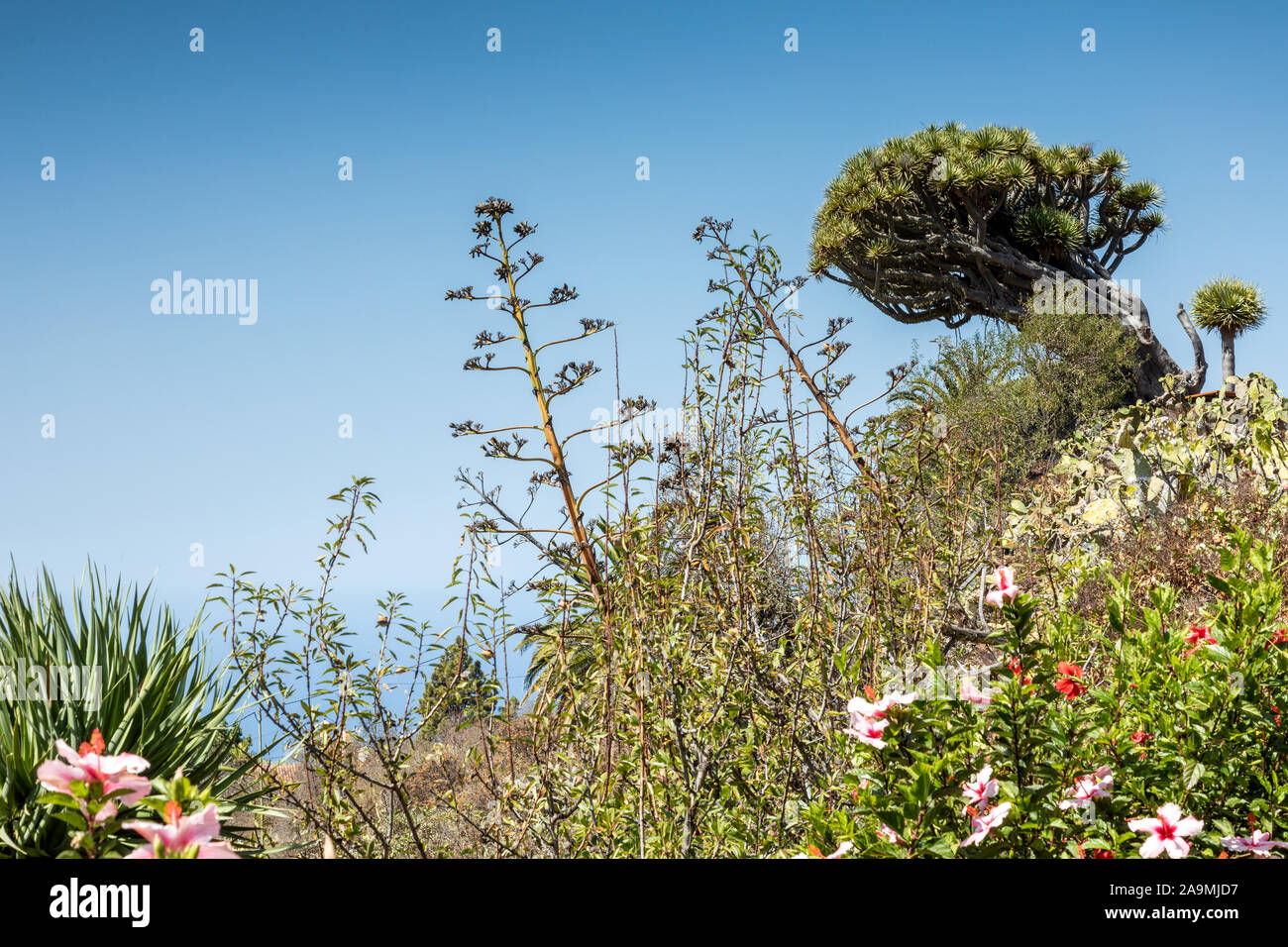 Canary island tree hi-res stock photography and images - Alamy