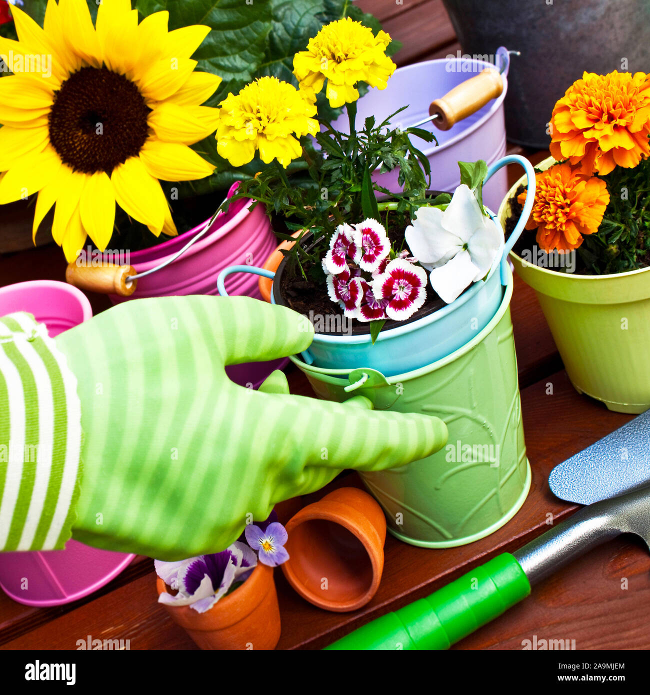 Gardening with flowers and tools background Stock Photo - Alamy
