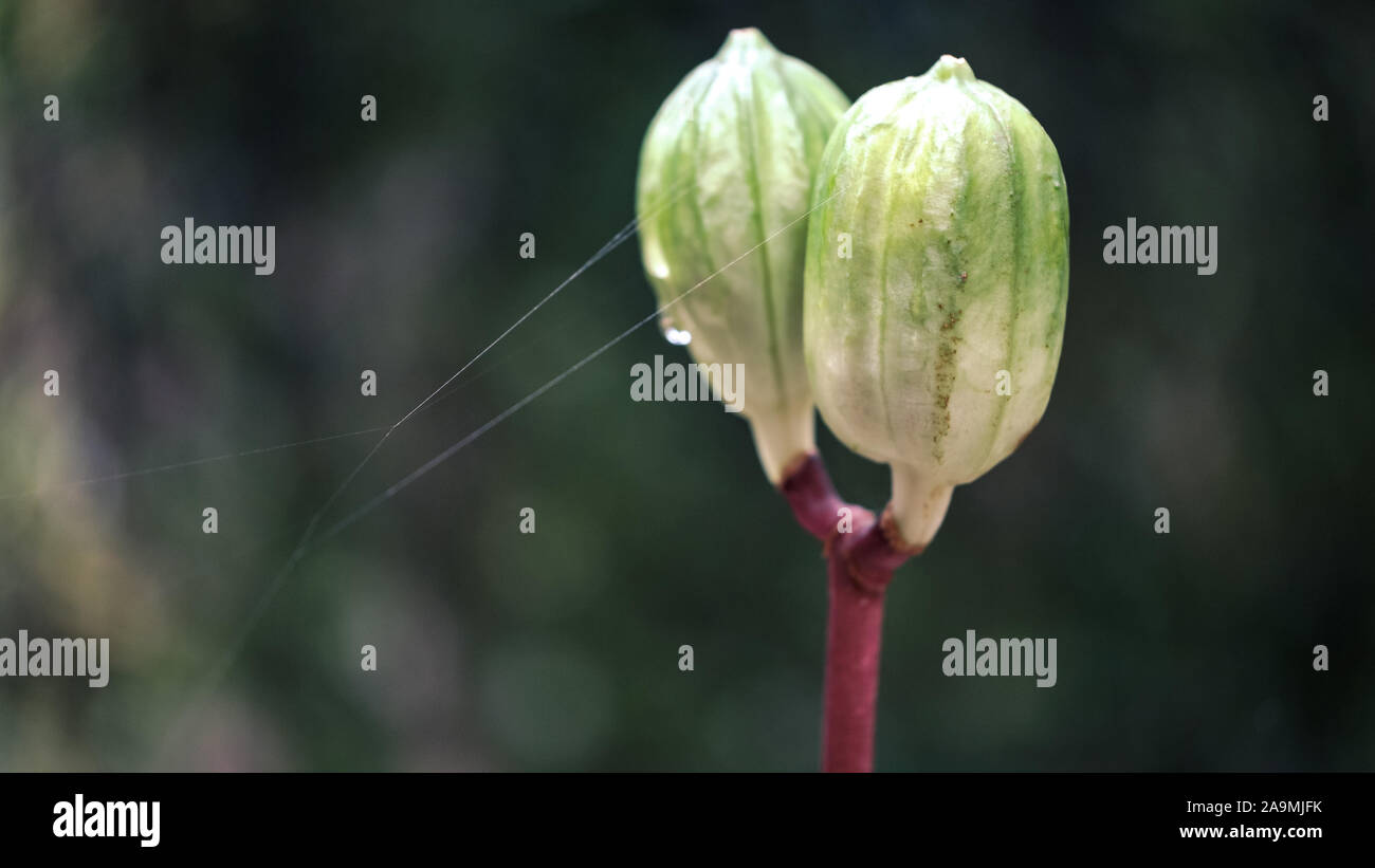 Fruit Tree Bulbs High Resolution Stock Photography and Images - Alamy