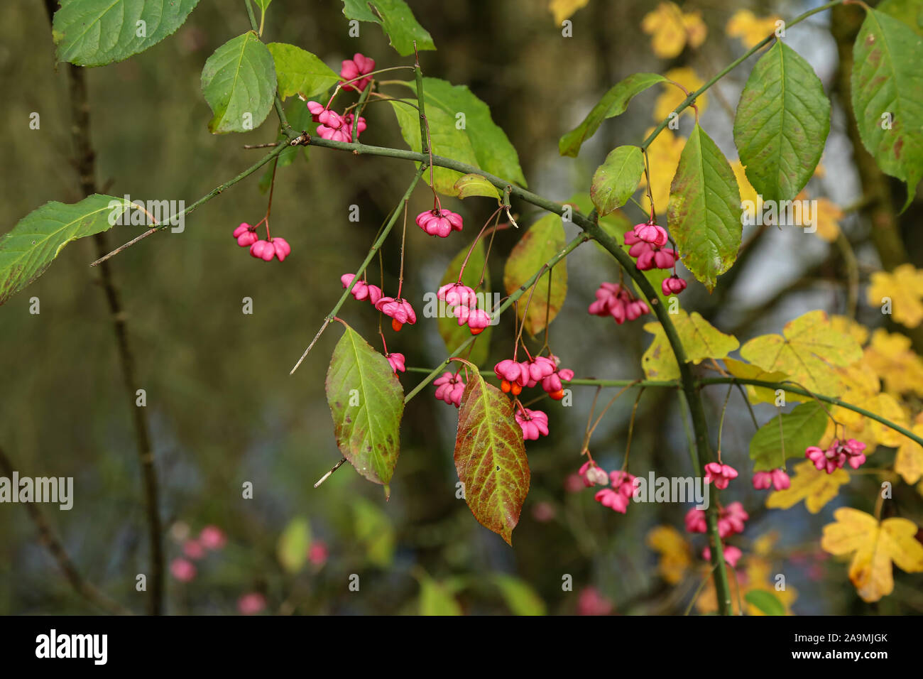 Bright unique pink flowers with fruits of Euonymus europaeus Stock ...