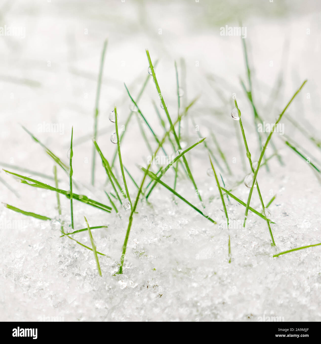 Green grass under white snow. White snow covering. Frozen grass. Winter ...