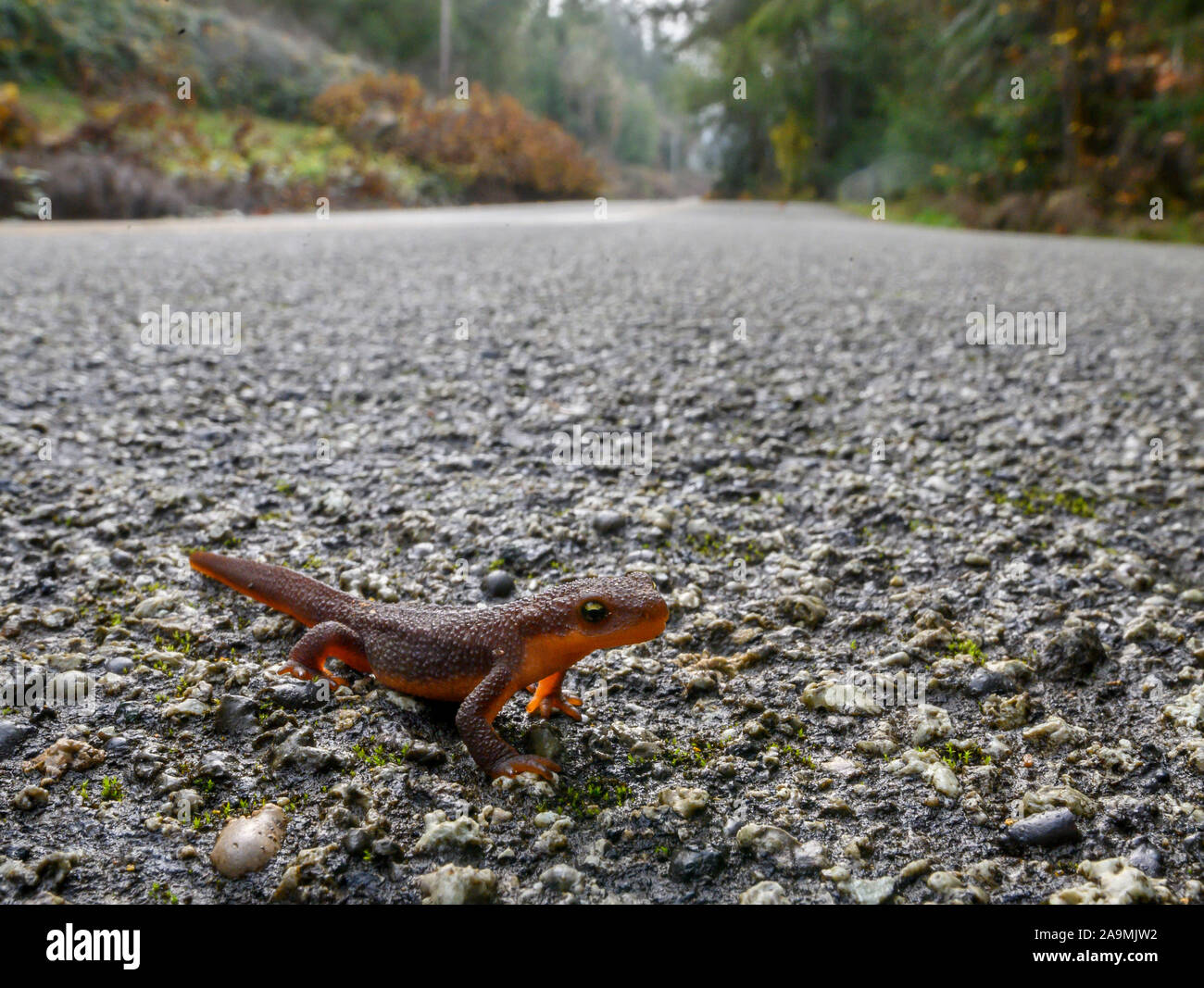 Rough skinned newt hi-res stock photography and images - Alamy
