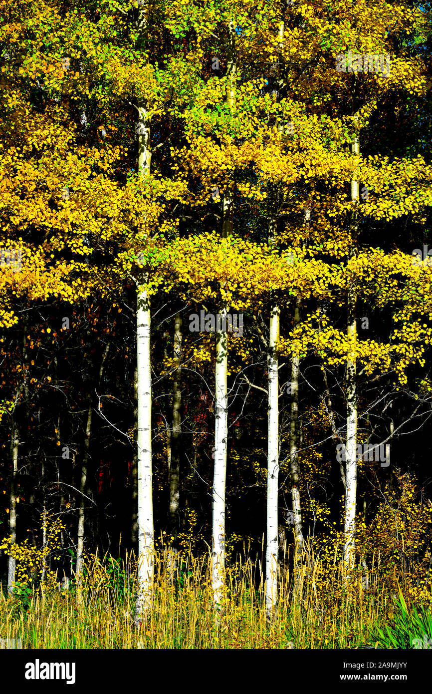 A fall image of a stand of aspen trees with their leaves turning the ...