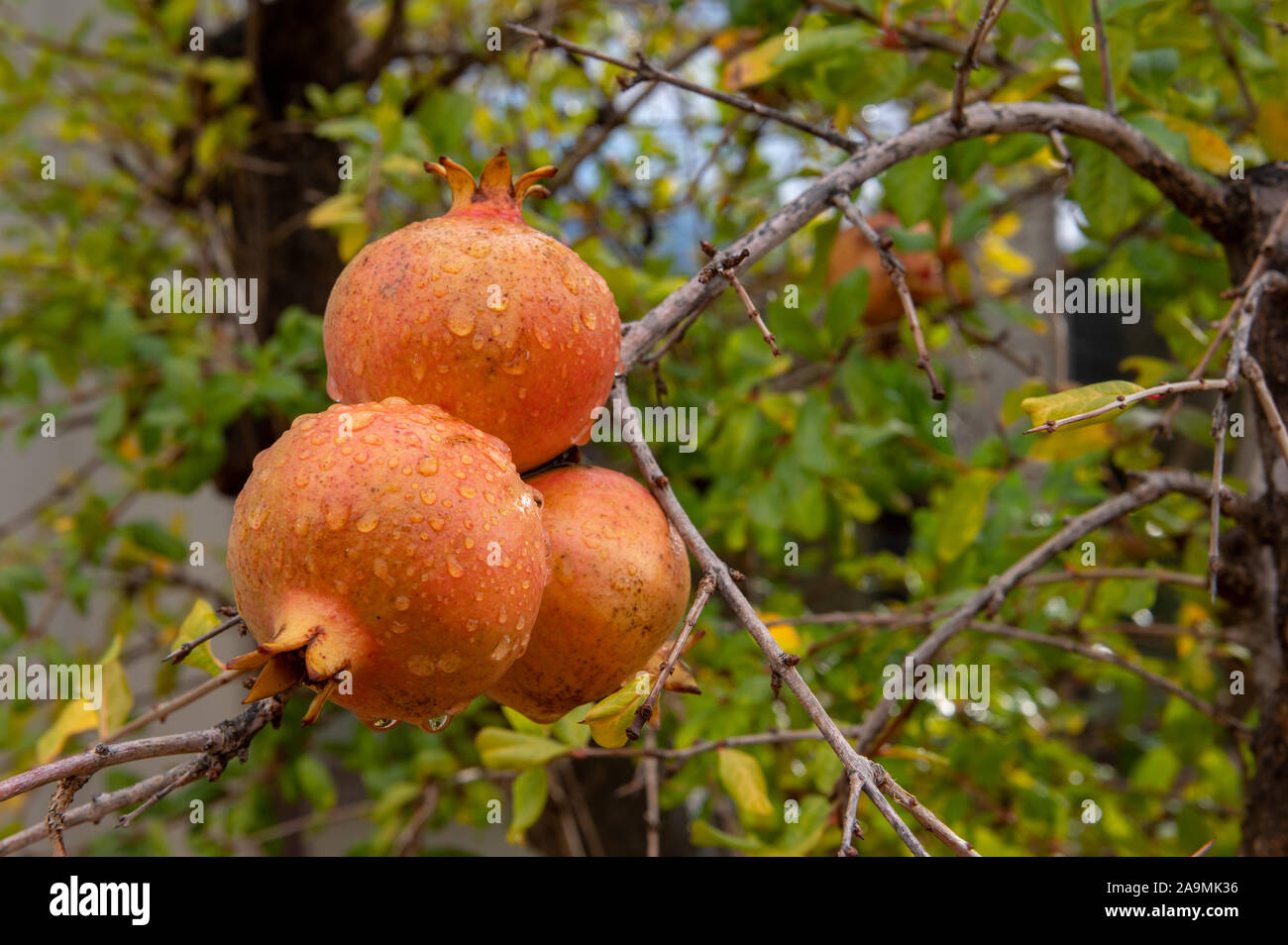 Pomegranate, small fruit tree with its fruit, the pomegranate Stock ...