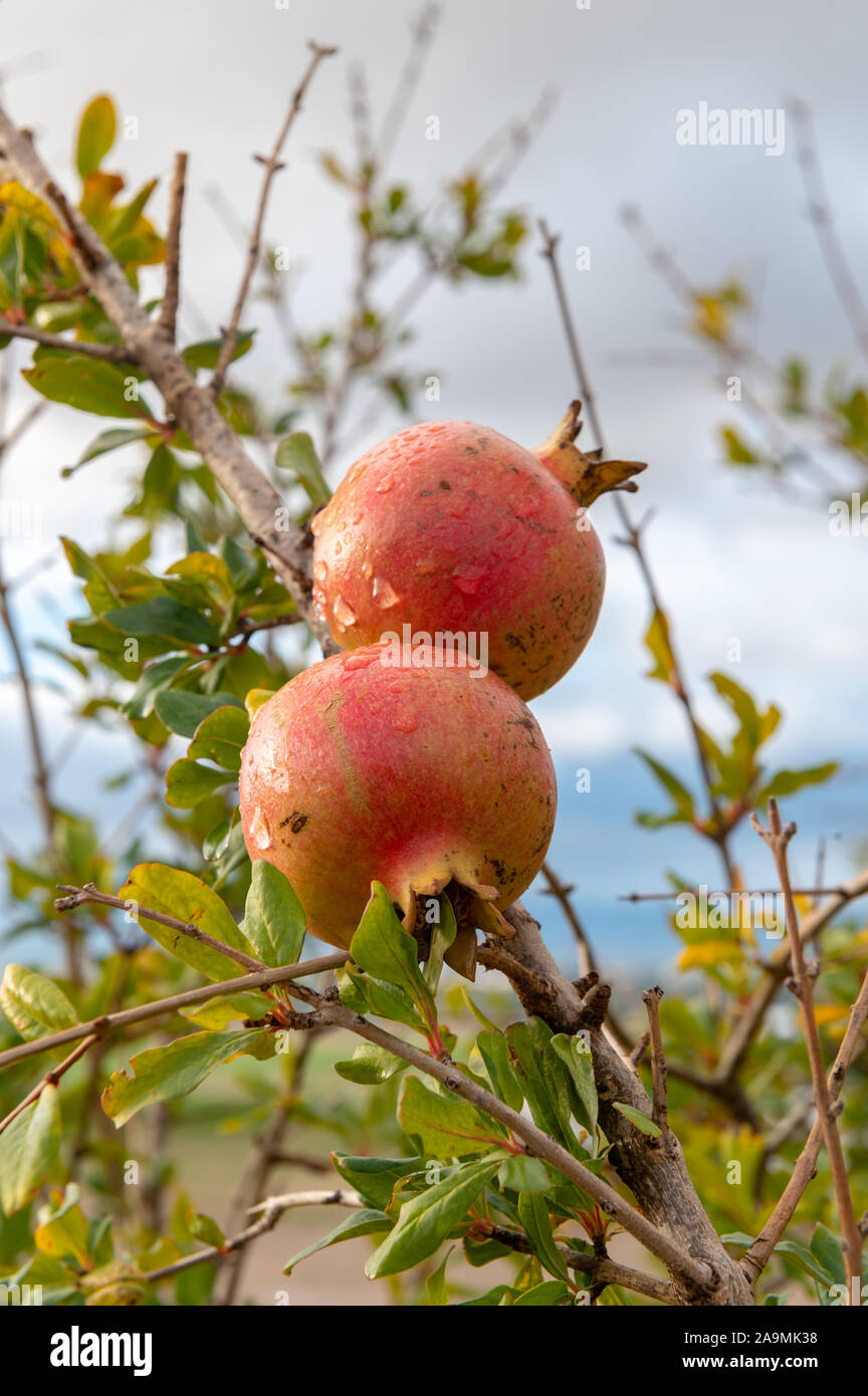 Pomegranate, small fruit tree with its fruit, the pomegranate Stock ...