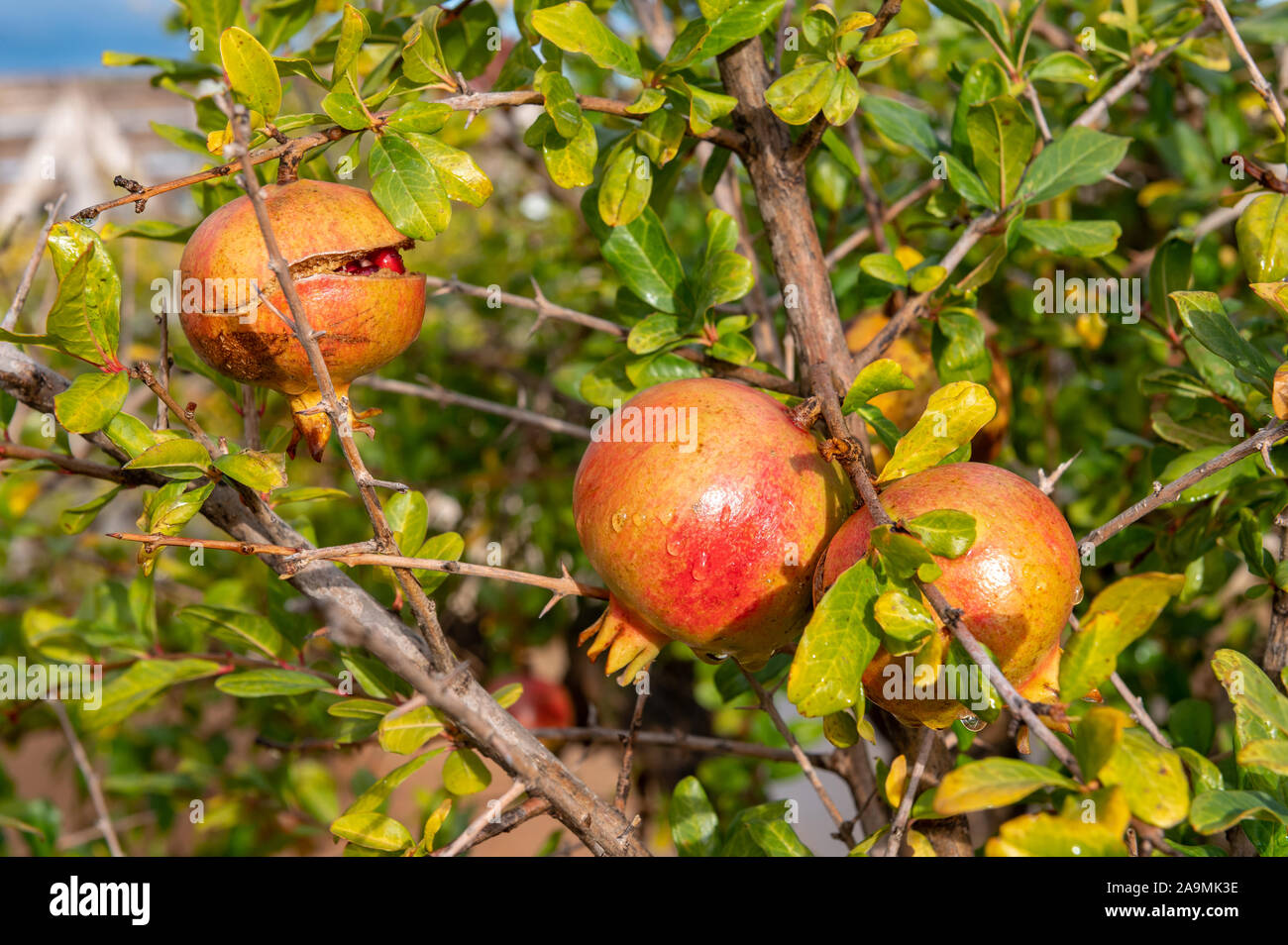 Pomegranate, small fruit tree with its fruit, the pomegranate Stock ...