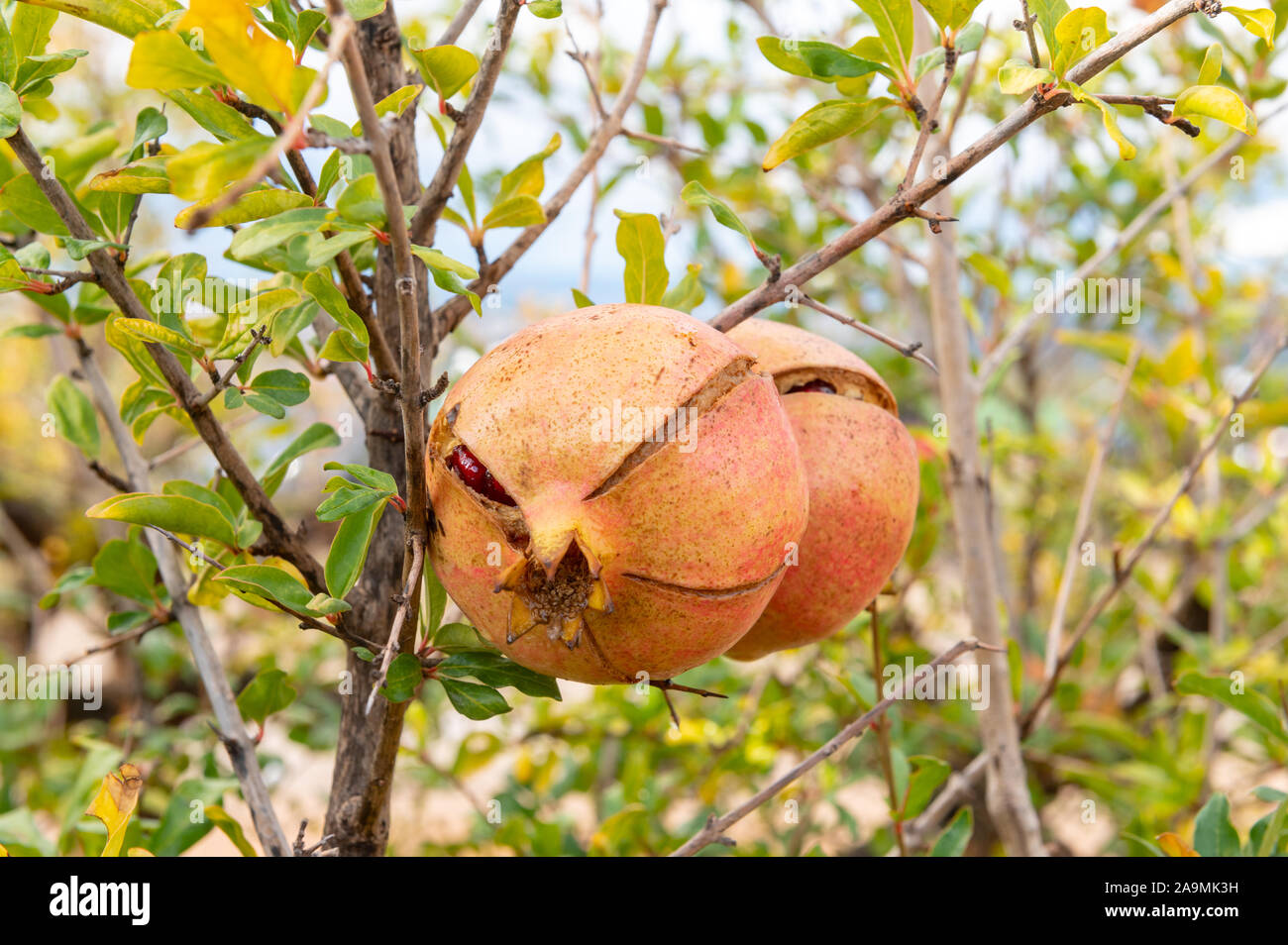 Pomegranate, small fruit tree with its fruit, the pomegranate Stock ...