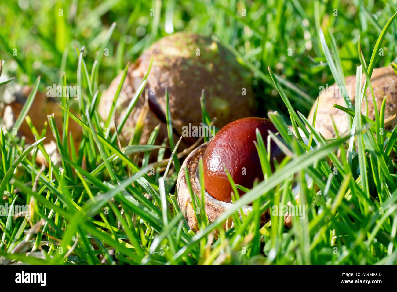Horse Chestnuts or Conkers (aesculus hippocastaneum), close up showing ...