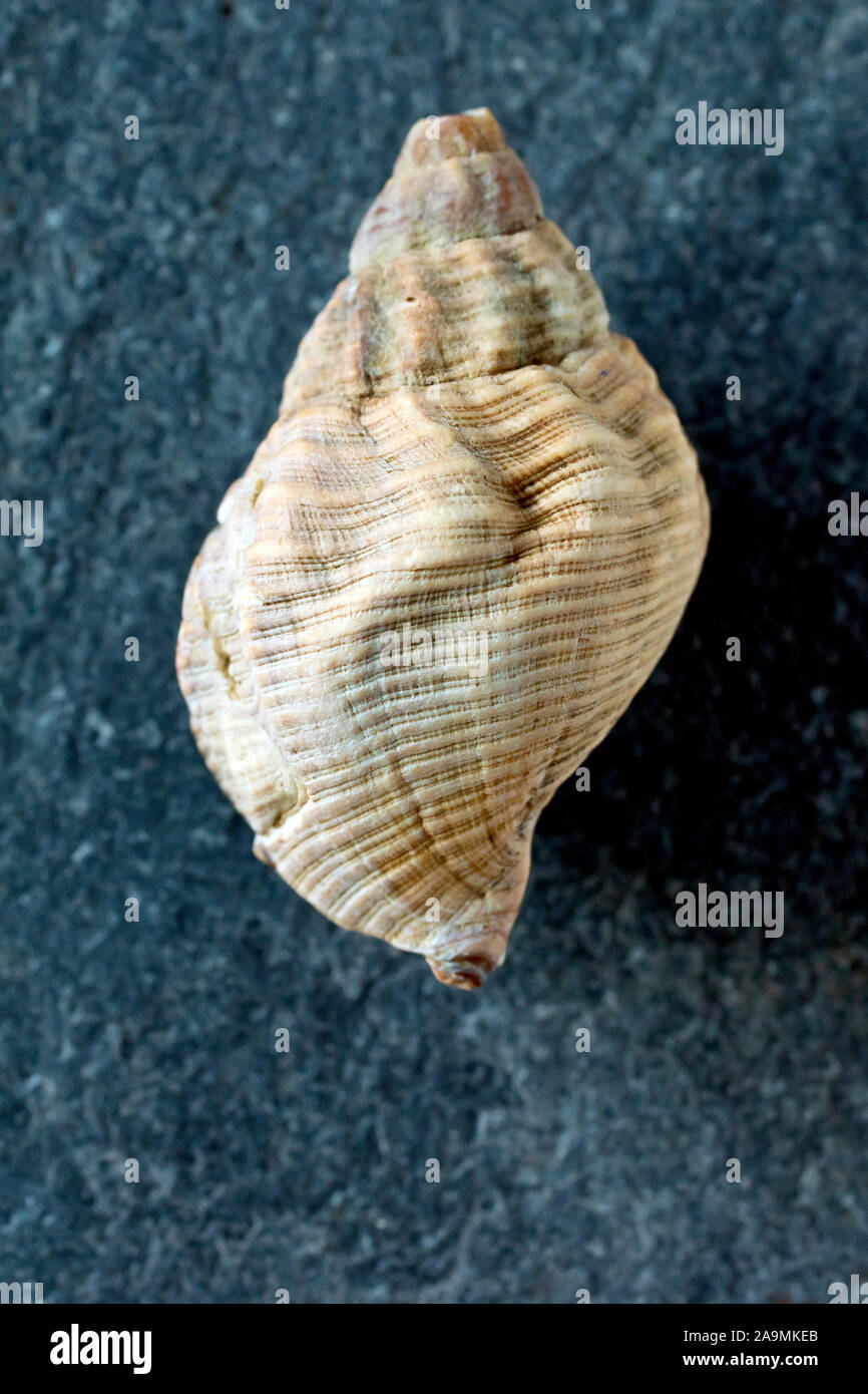 Whelk shell hi-res stock photography and images - Alamy
