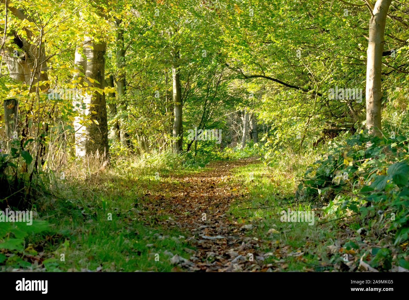 Sun lit footpath hi-res stock photography and images - Alamy