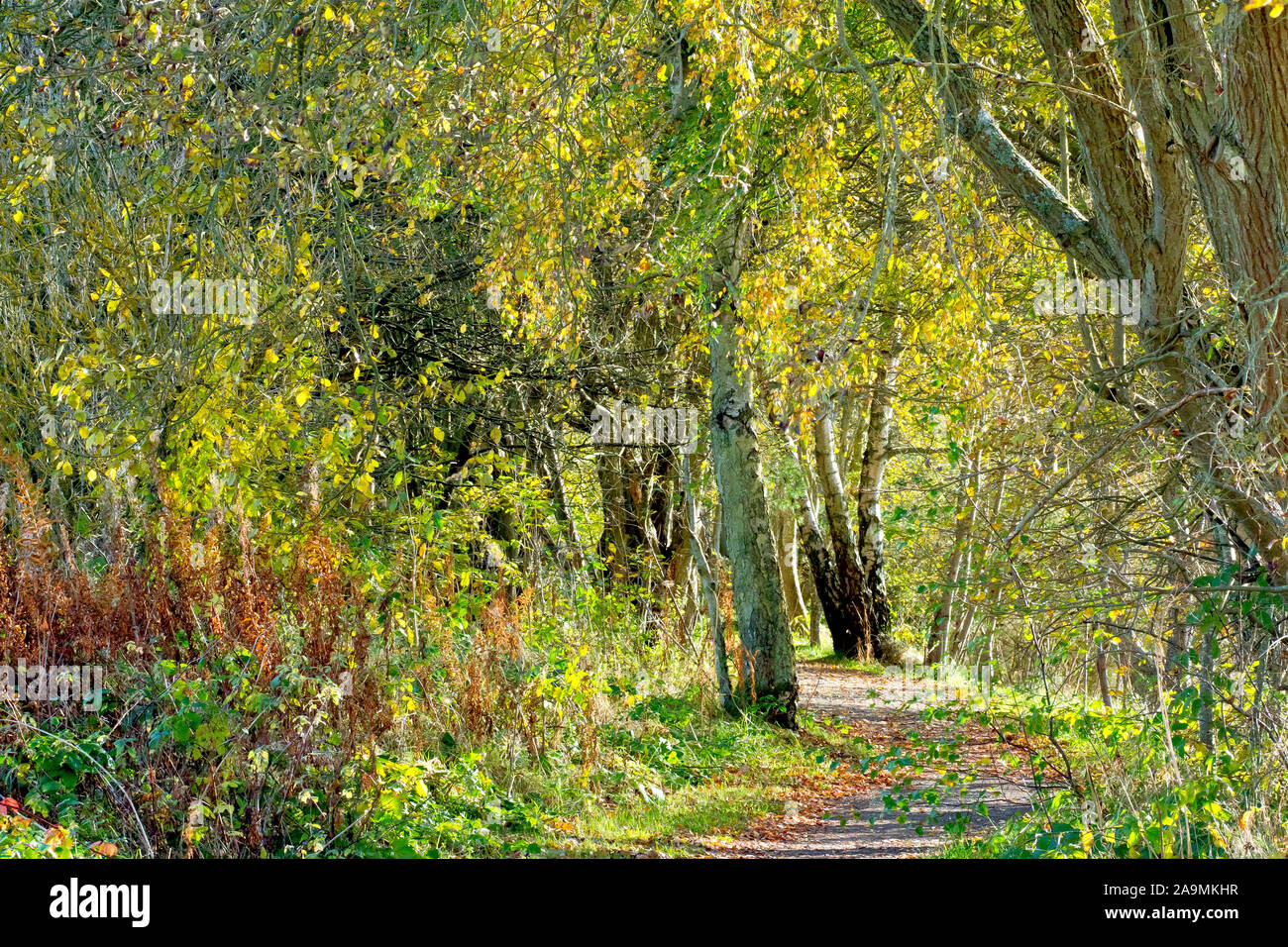Sun lit footpath hi-res stock photography and images - Alamy
