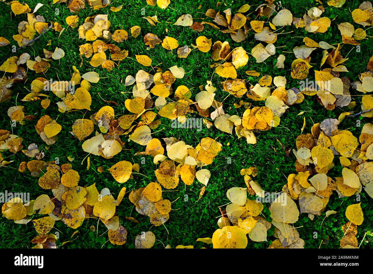 A horizontal image of aspen leaves that have fallen to the thick green ...