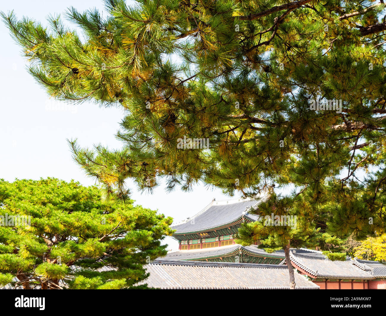 Korean Pine Trees High Resolution Stock Photography and Images - Alamy