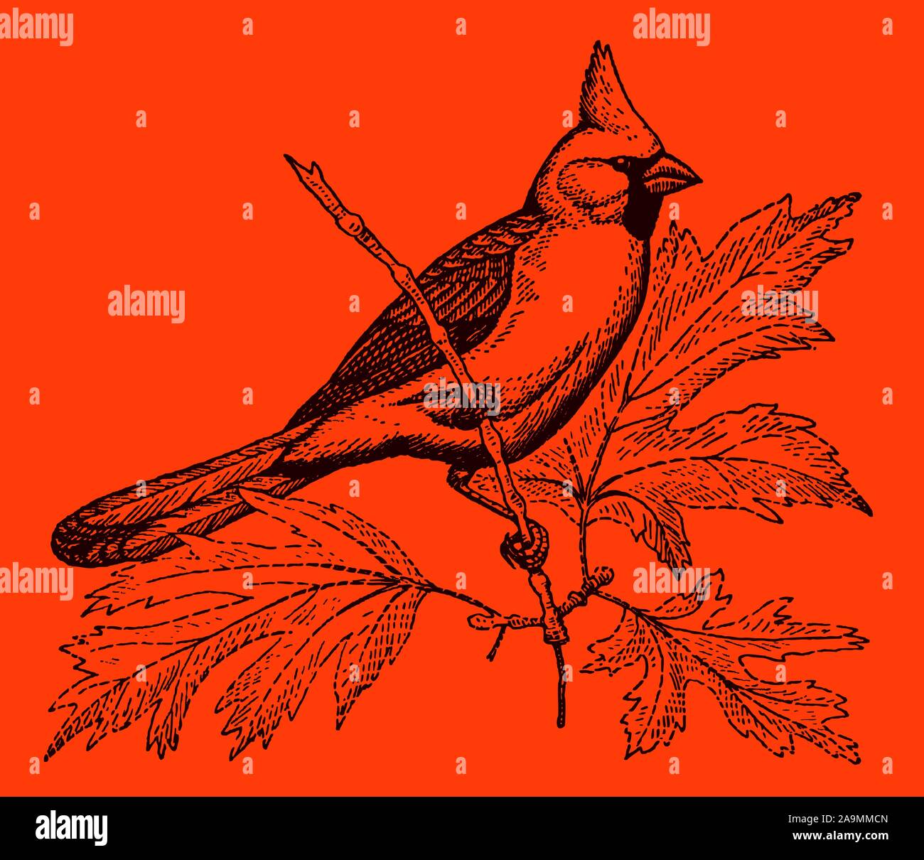 Northern cardinal (cardinalis) with an erected crest, sitting on a ...