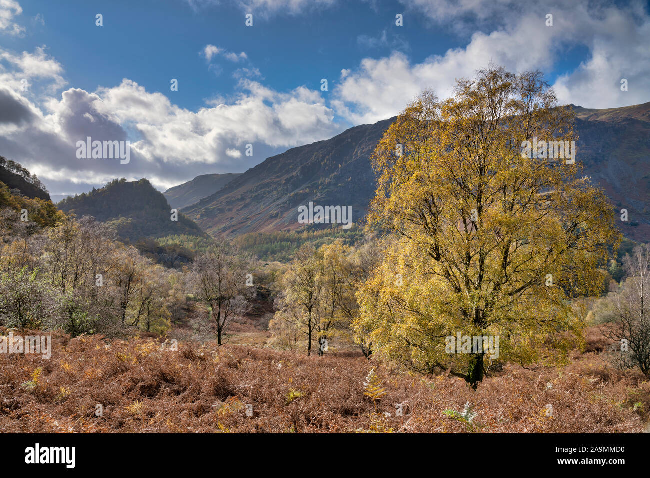 A silver Birch tree in autumn colours and distant Castle Crag in ...