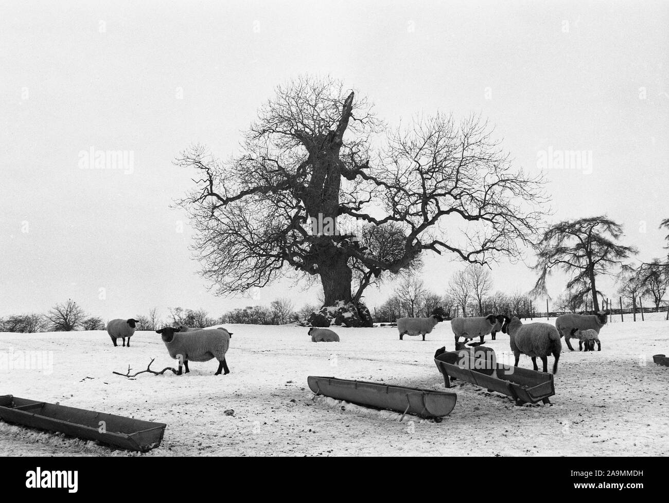 Yorkshire farm snow Black and White Stock Photos & Images - Alamy