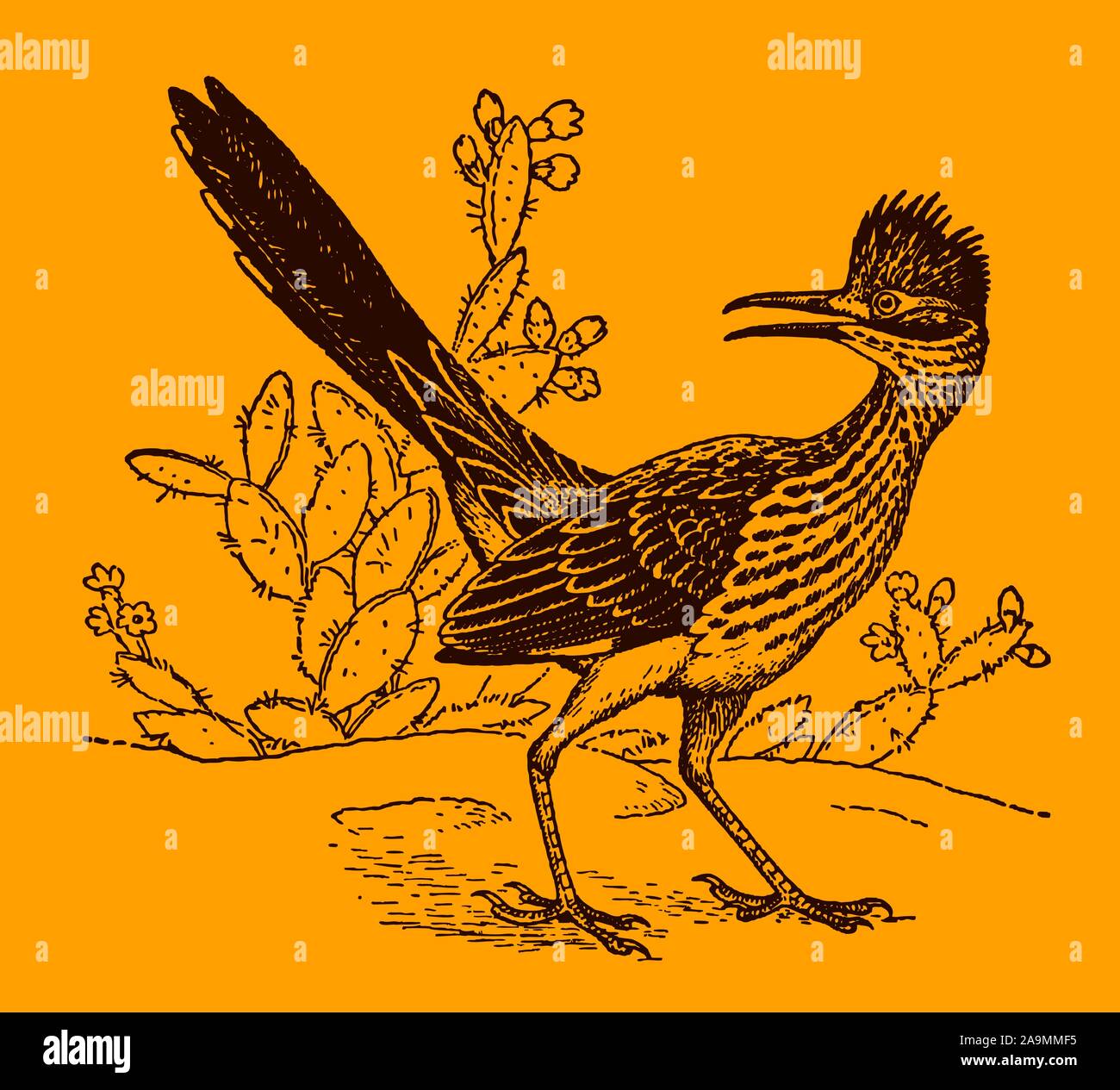 Road Runner Bird Drawing