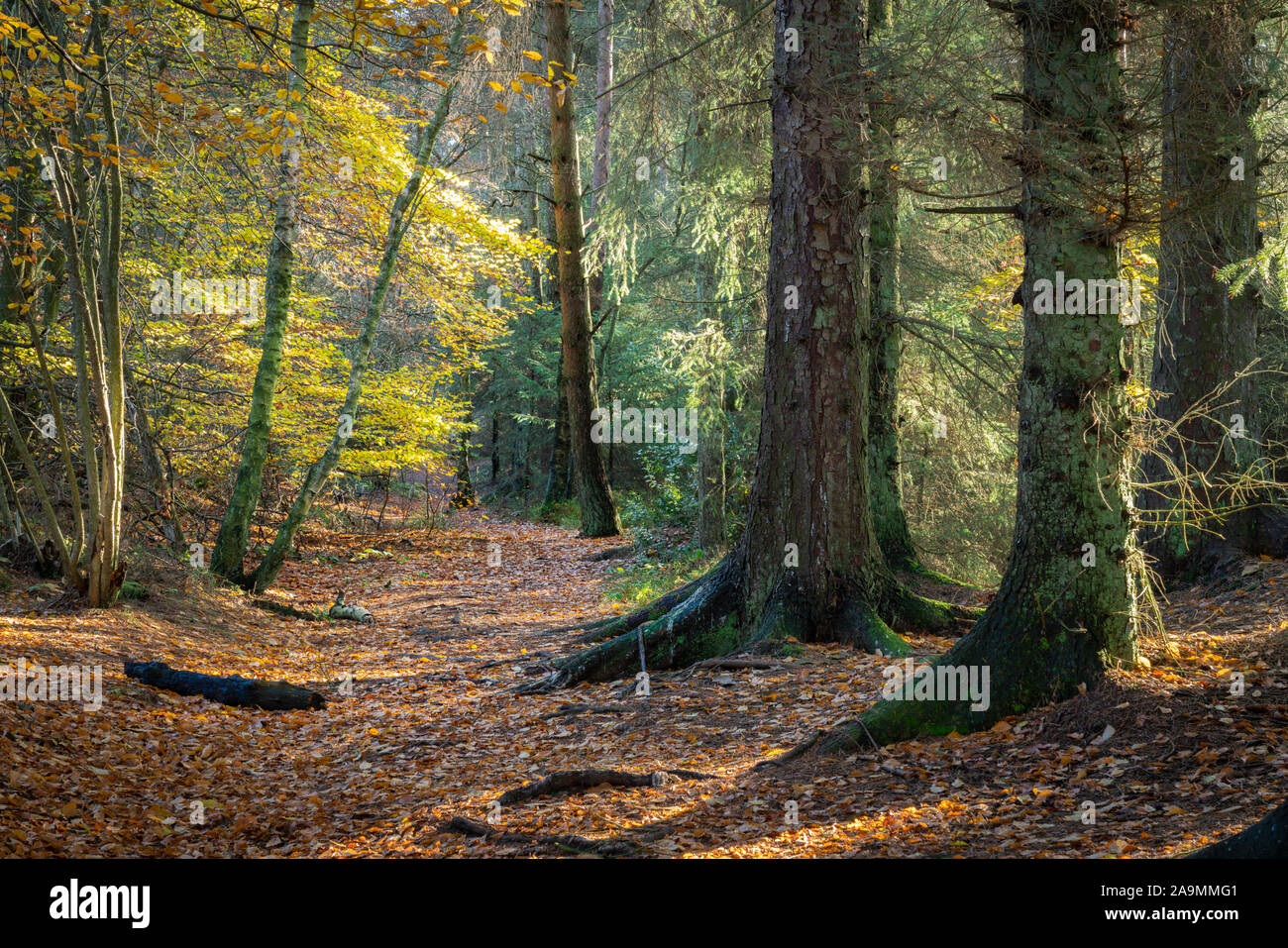 Footpaths through woodland in Dalby Forest, The North Yorkshire Moors ...
