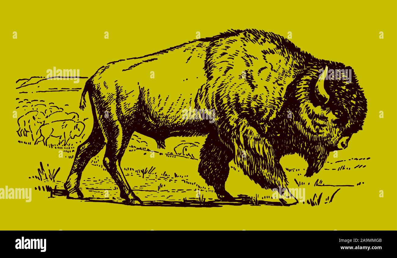 Bison bison bison on bison Stock Vector Images - Alamy