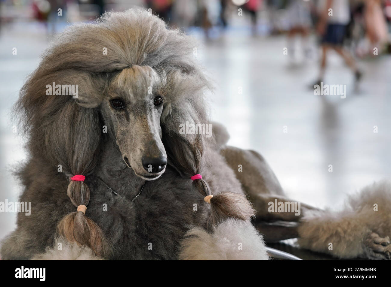 Standard Poodle Grooming Styles