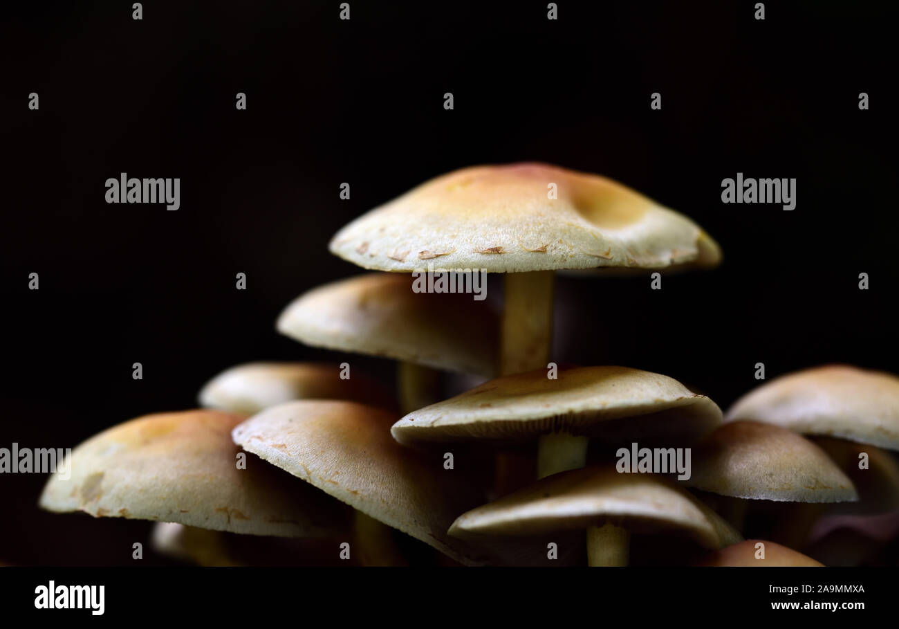 Group brown poisonous mushrooms in hi-res stock photography and images ...
