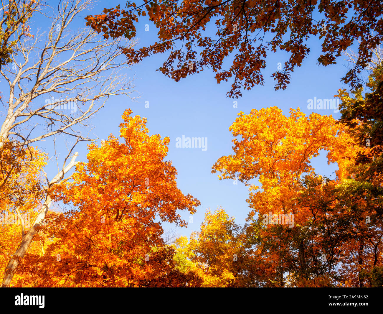 Beautiful sugar maple leaves turn trees bright golden yellow in New ...