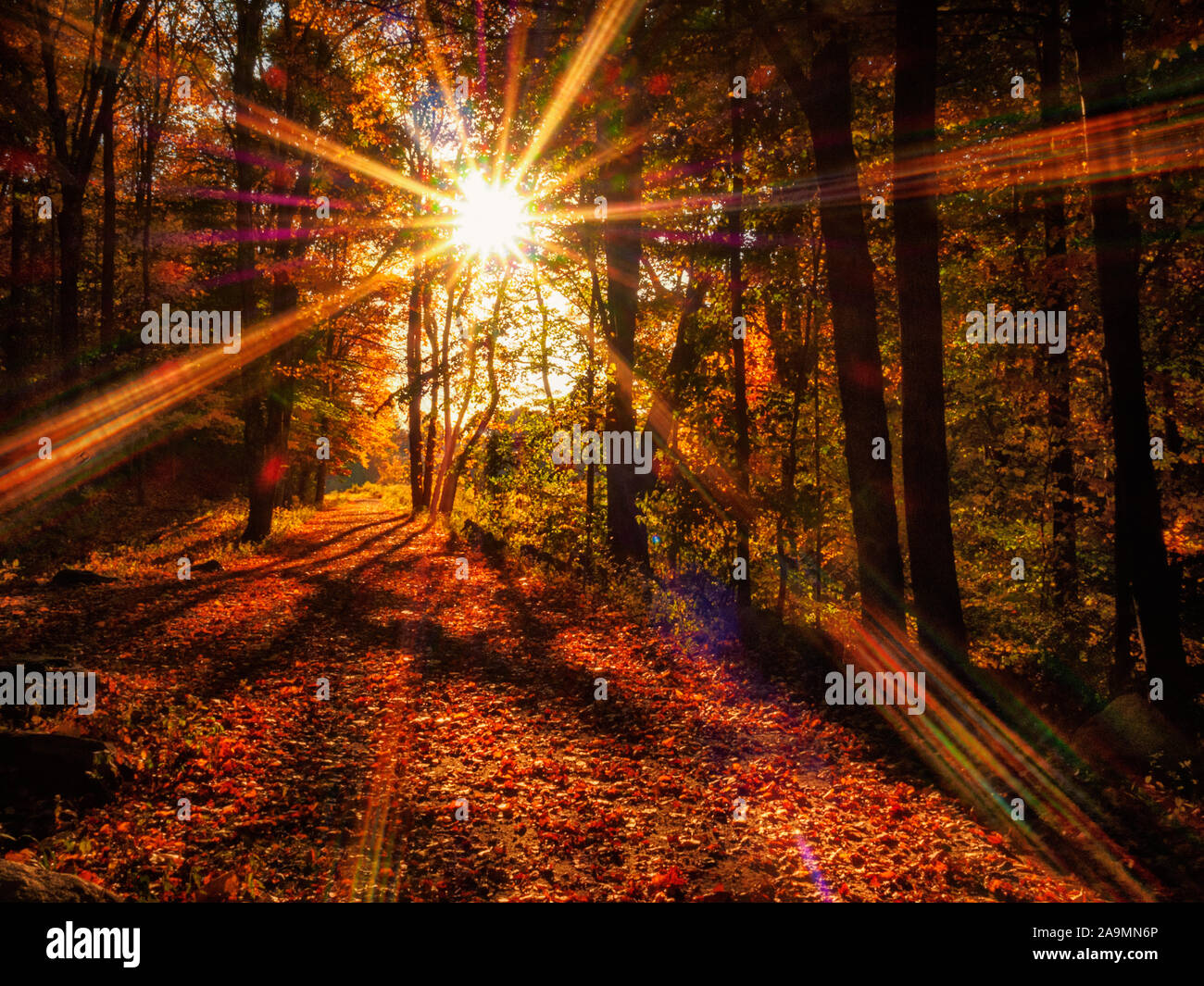 Beautiful fall sunlight on red autumn leaves in the woods, New York in ...