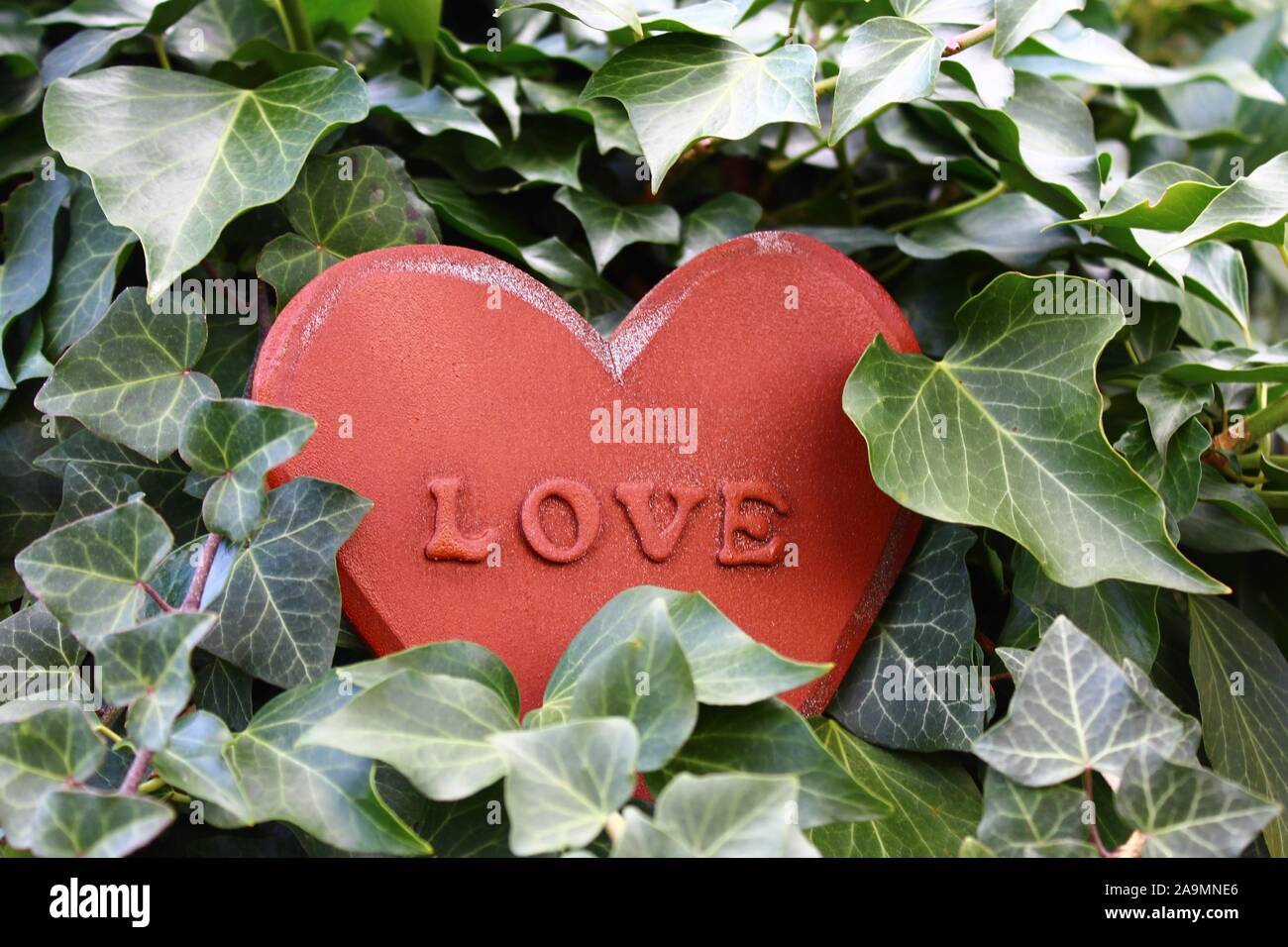 Ivy hearts hi-res stock photography and images - Alamy