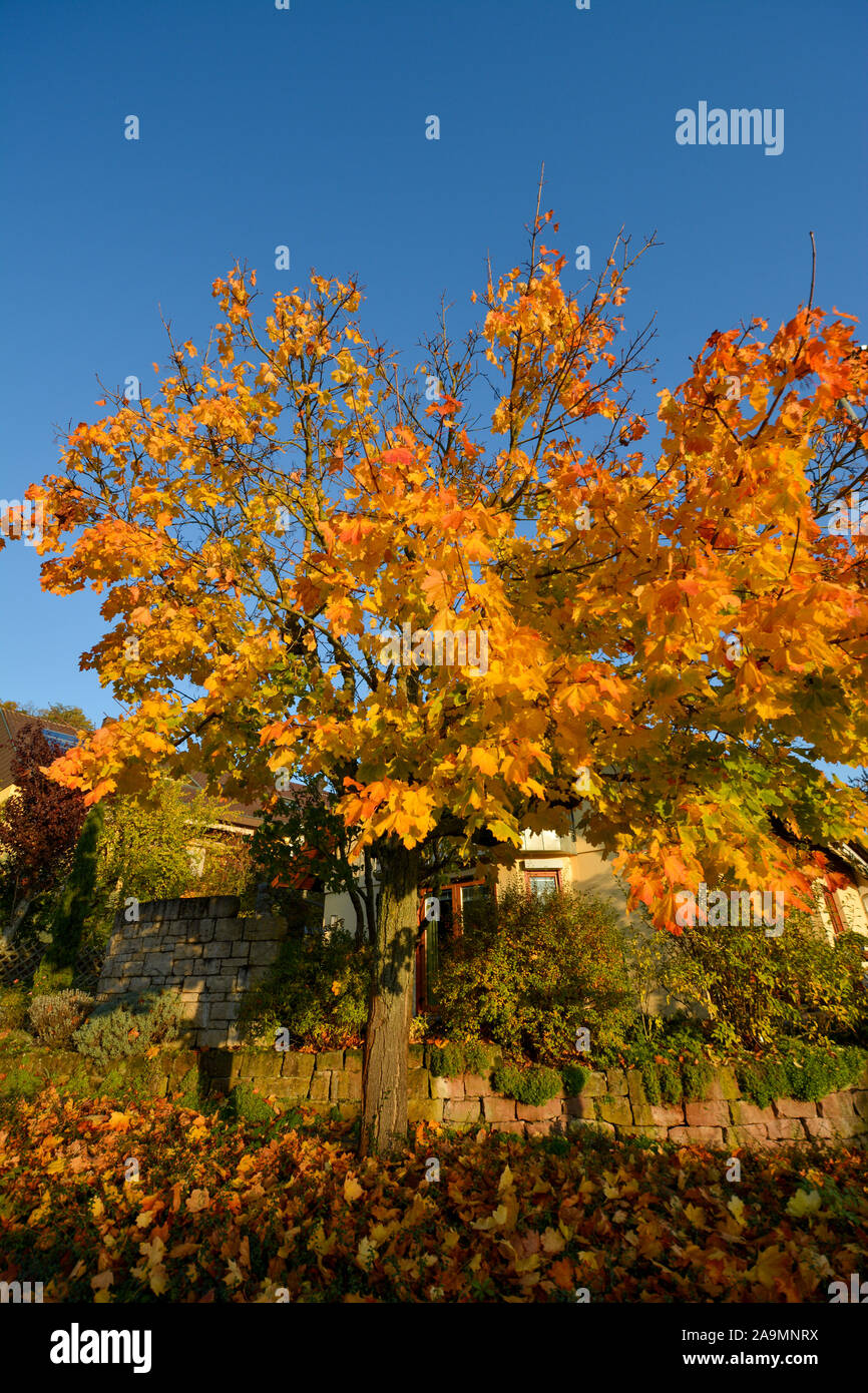 Colorful yellow tree in autumn Stock Photo - Alamy