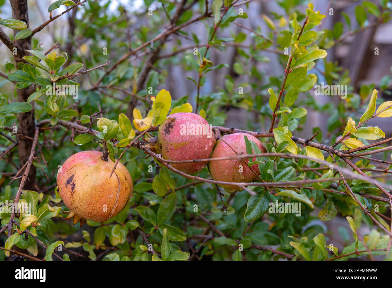 Pomegranate, small fruit tree with its fruit, the pomegranate Stock ...
