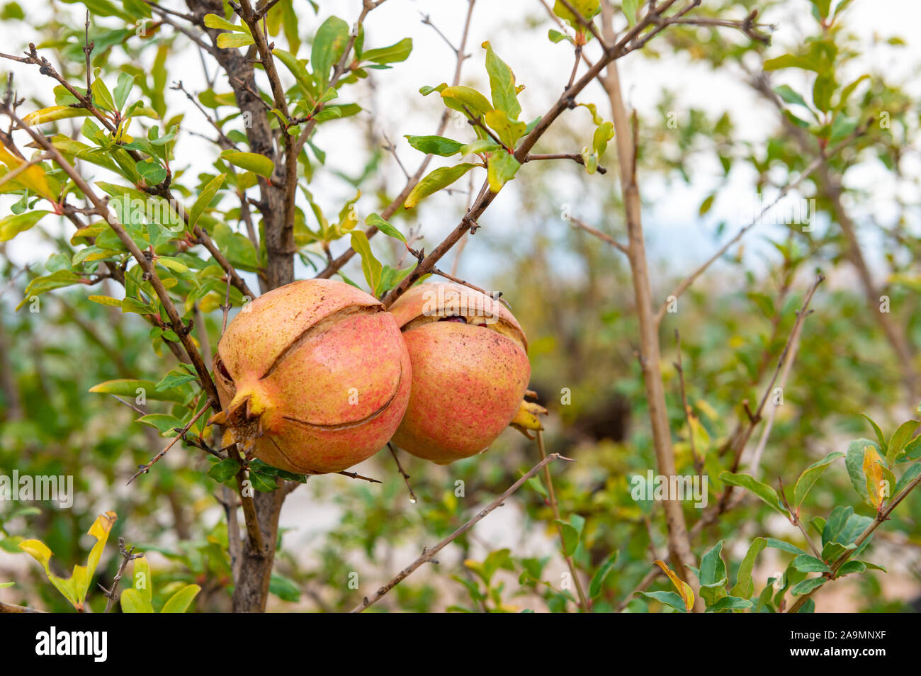 Pomegranate, small fruit tree with its fruit, the pomegranate Stock ...