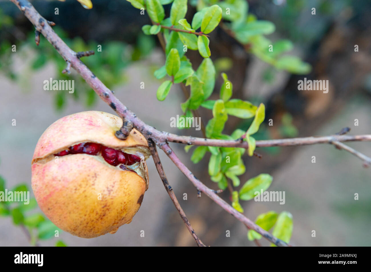 Pomegranate, small fruit tree with its fruit, the pomegranate Stock ...