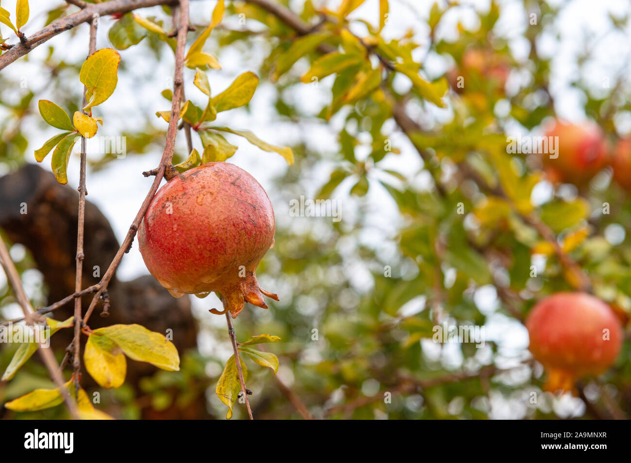Pomegranate, small fruit tree with its fruit, the pomegranate Stock ...