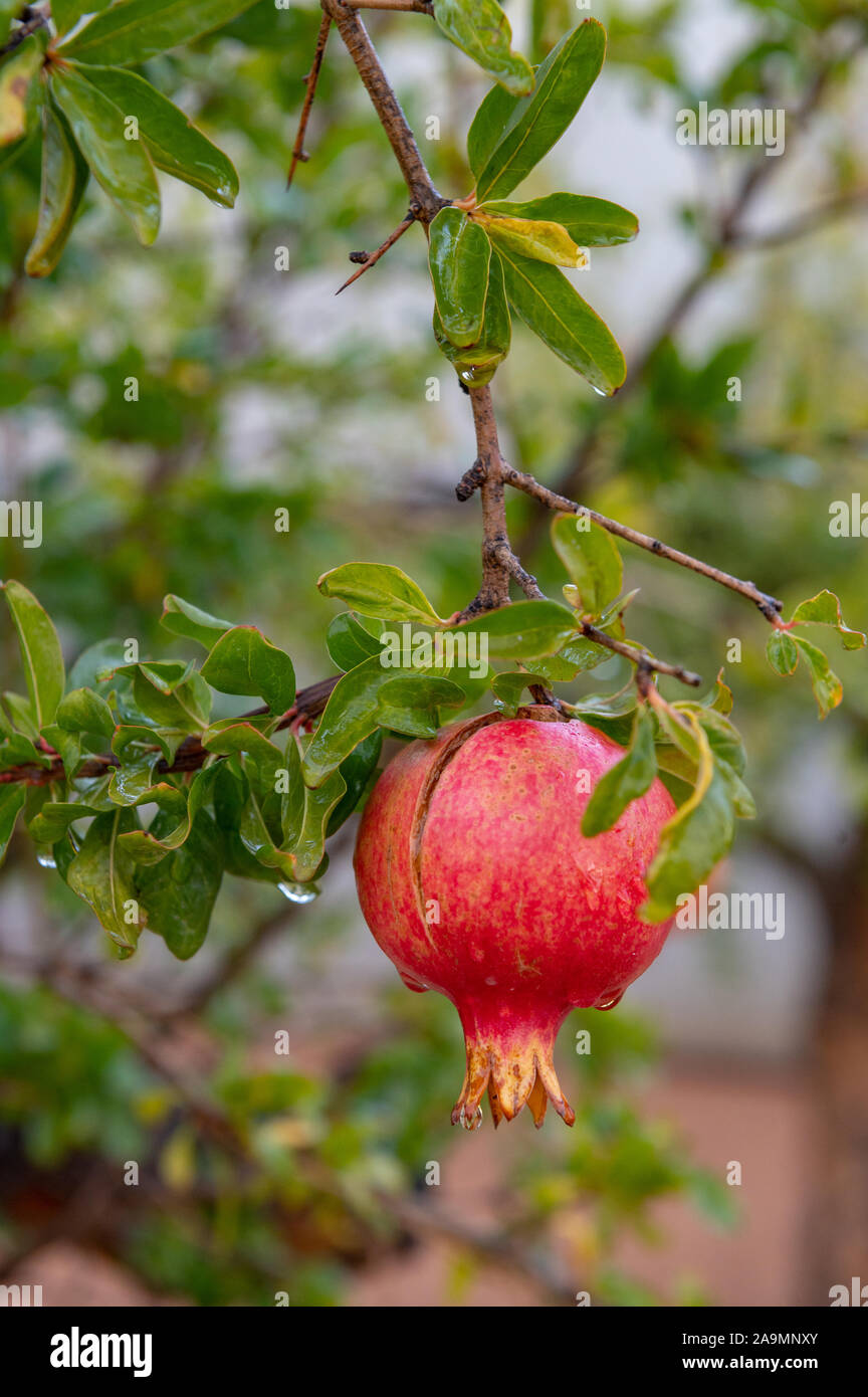 Pomegranate, small fruit tree with its fruit, the pomegranate Stock ...