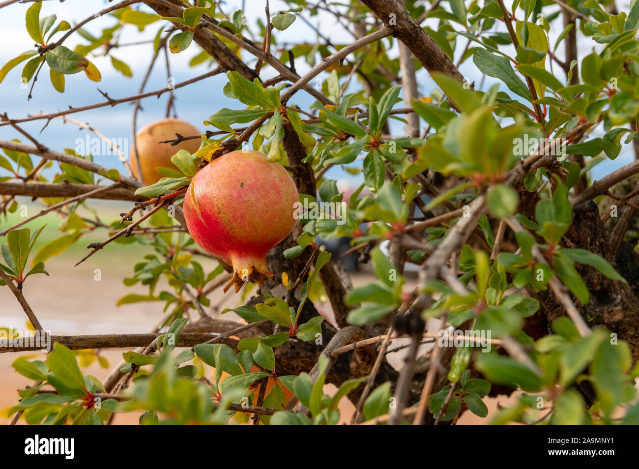 Pomegranate, small fruit tree with its fruit, the pomegranate Stock ...