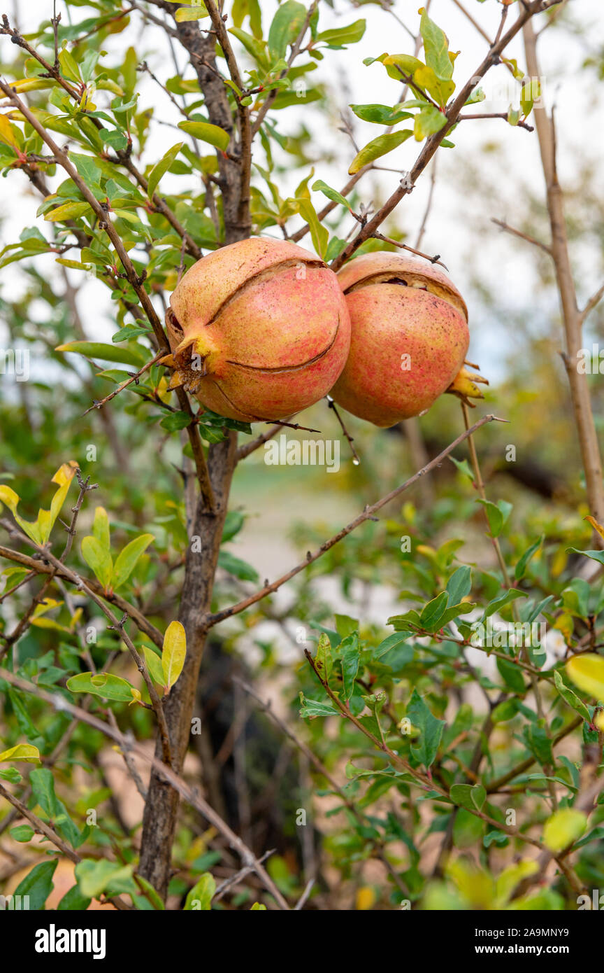 Pomegranate, small fruit tree with its fruit, the pomegranate Stock ...