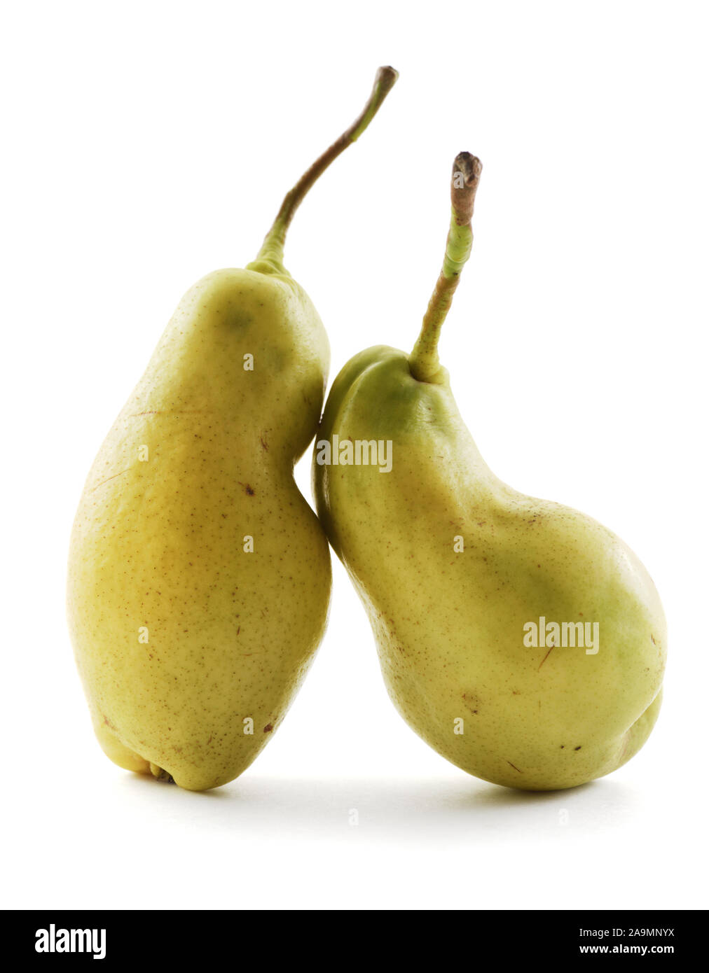 Ugly produce. Imperfect organic pears isolated on white background ...