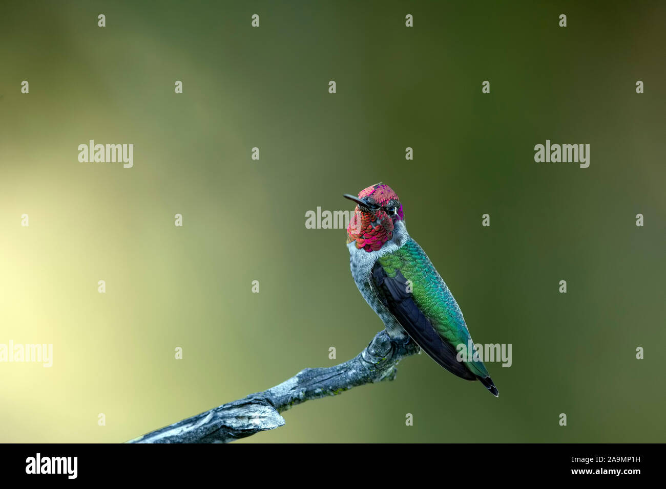 Anna's Hummingbird Male Perched Showing Sheen of feathers Stock Photo ...