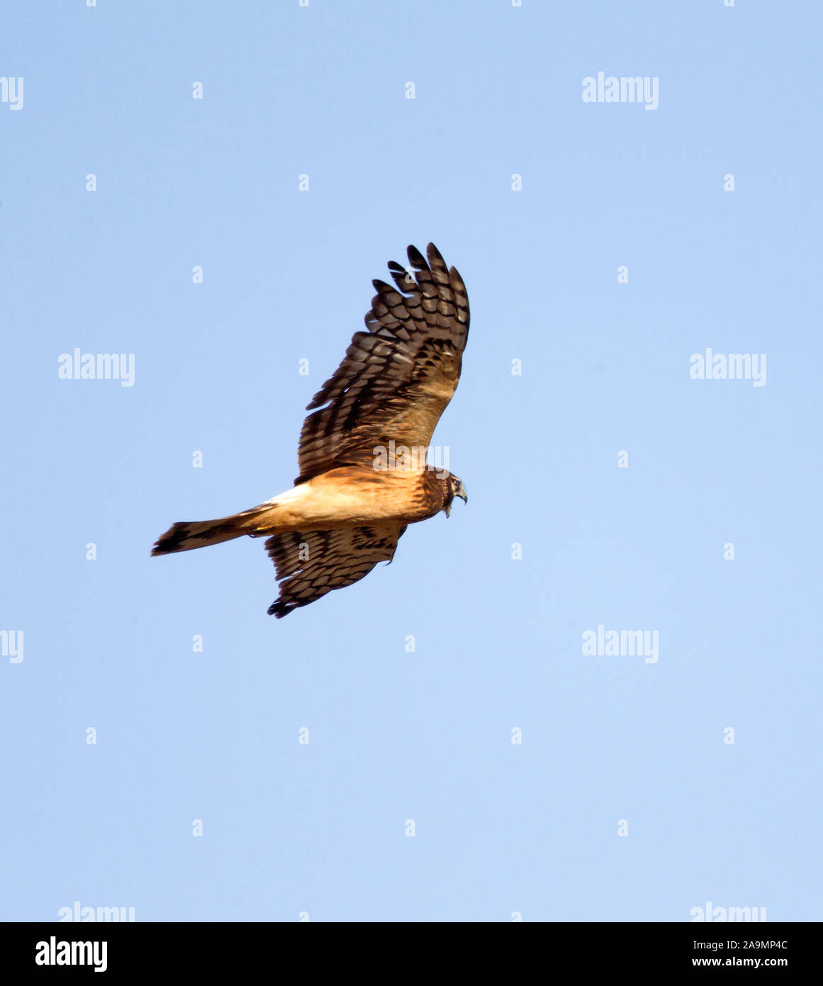 Northern Harrier in Flight Stock Photo - Alamy