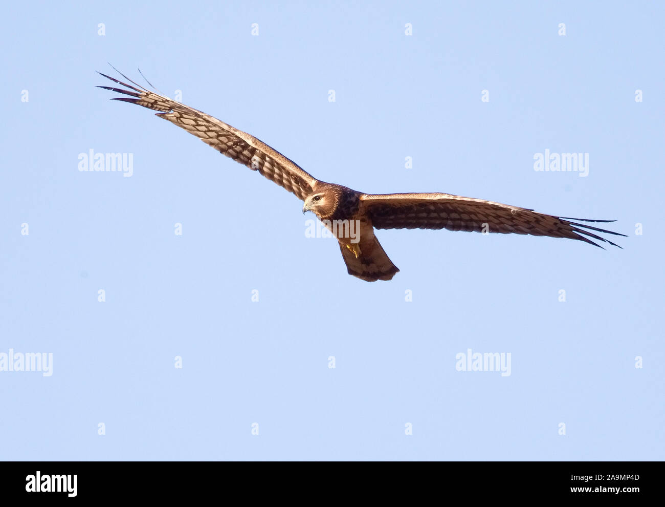 Northern Harrier in Flight Stock Photo - Alamy