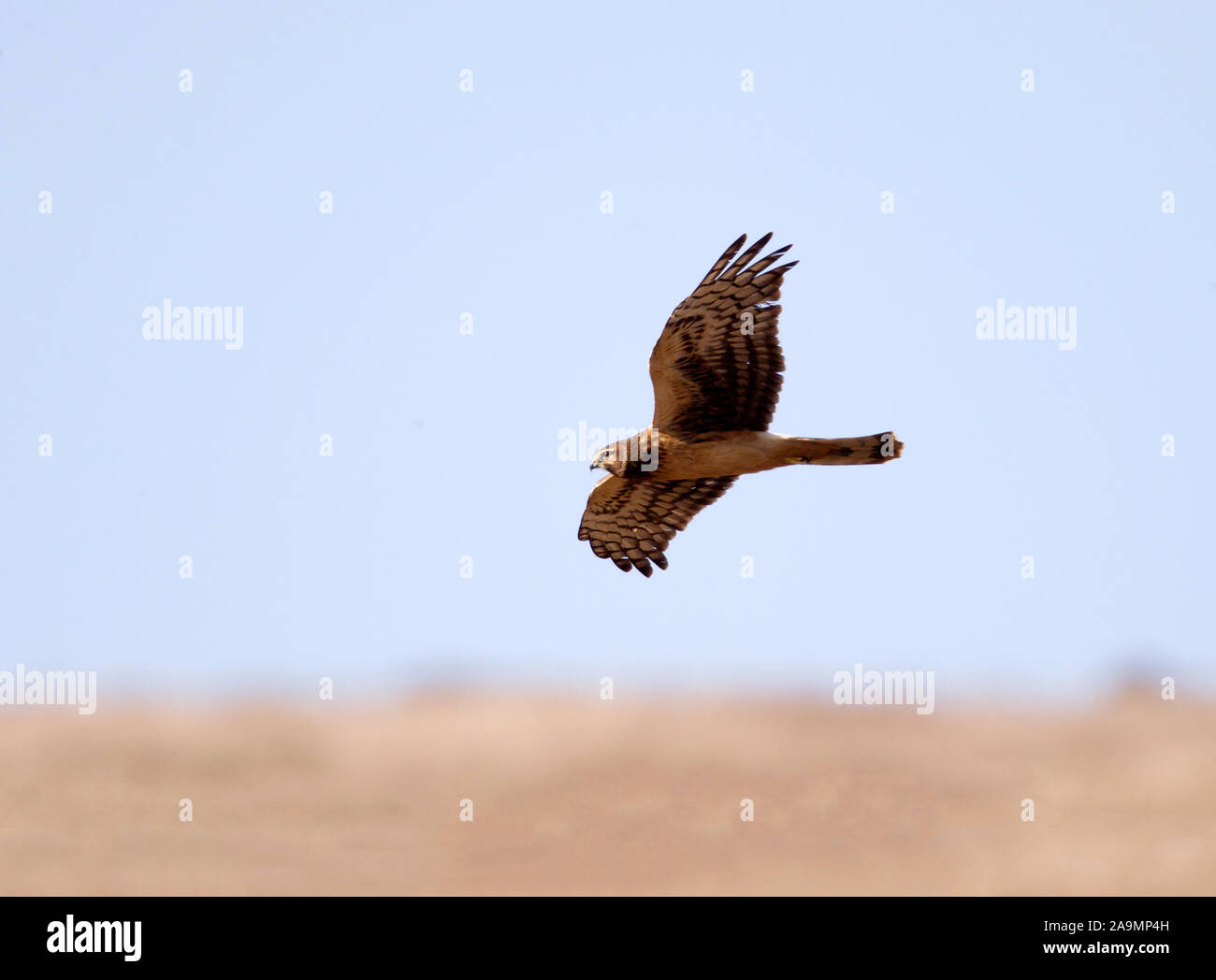Northern Harrier in Flight Stock Photo - Alamy