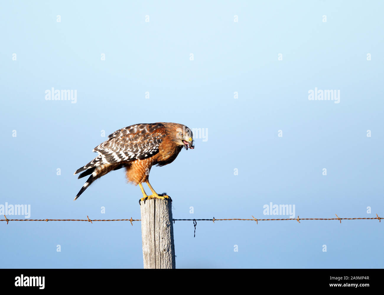 Red shouldered Hawk on Fence post eating a vole Stock Photo - Alamy