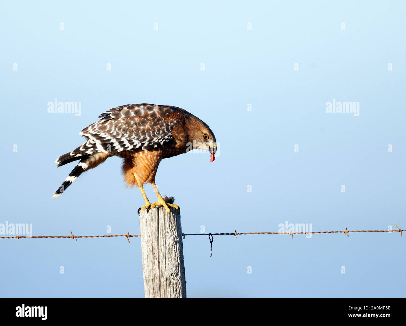 Red shouldered Hawk on Fence post eating a vole Stock Photo - Alamy