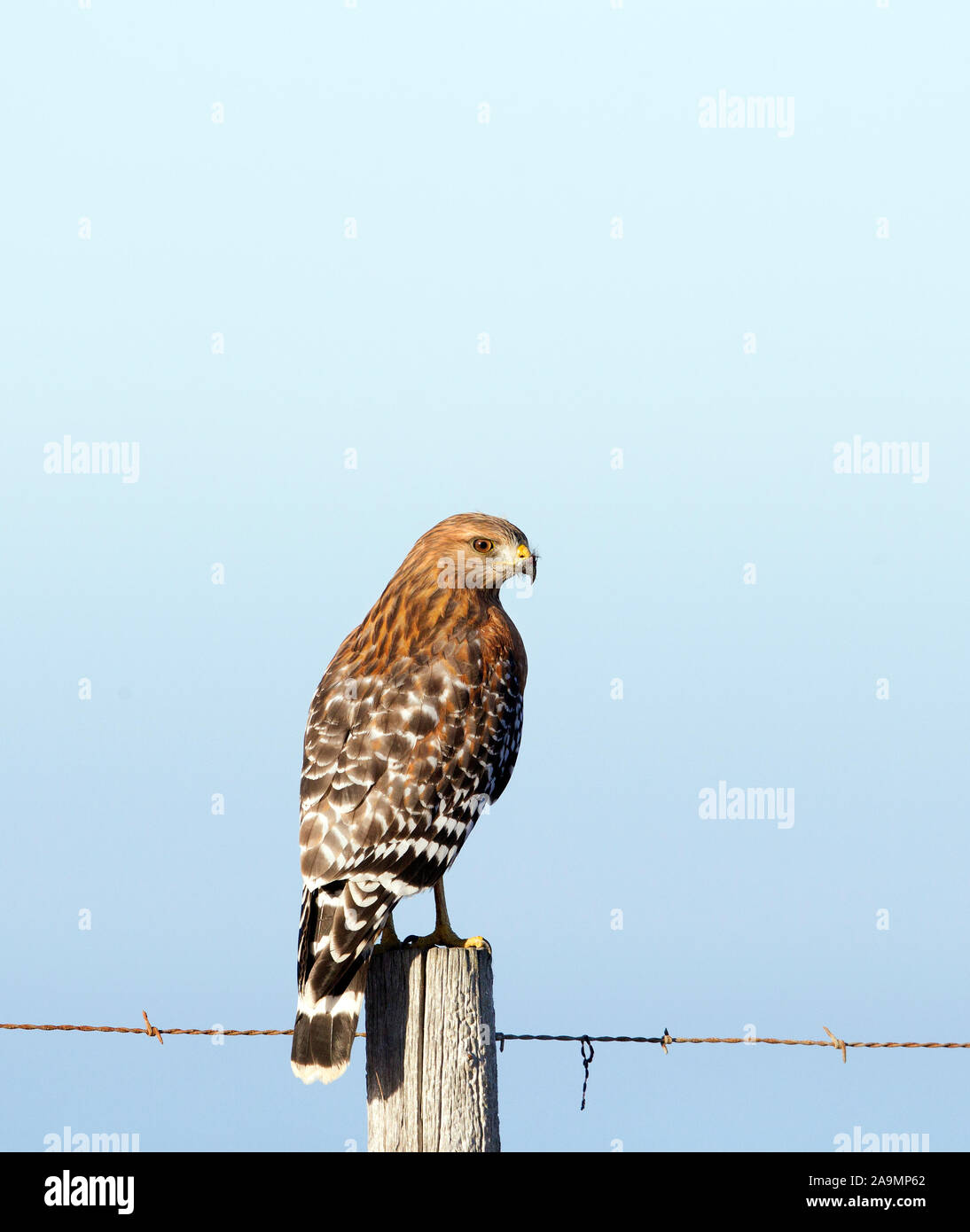 Red shouldered Hawk on Fence post looking over shoulder Stock Photo - Alamy