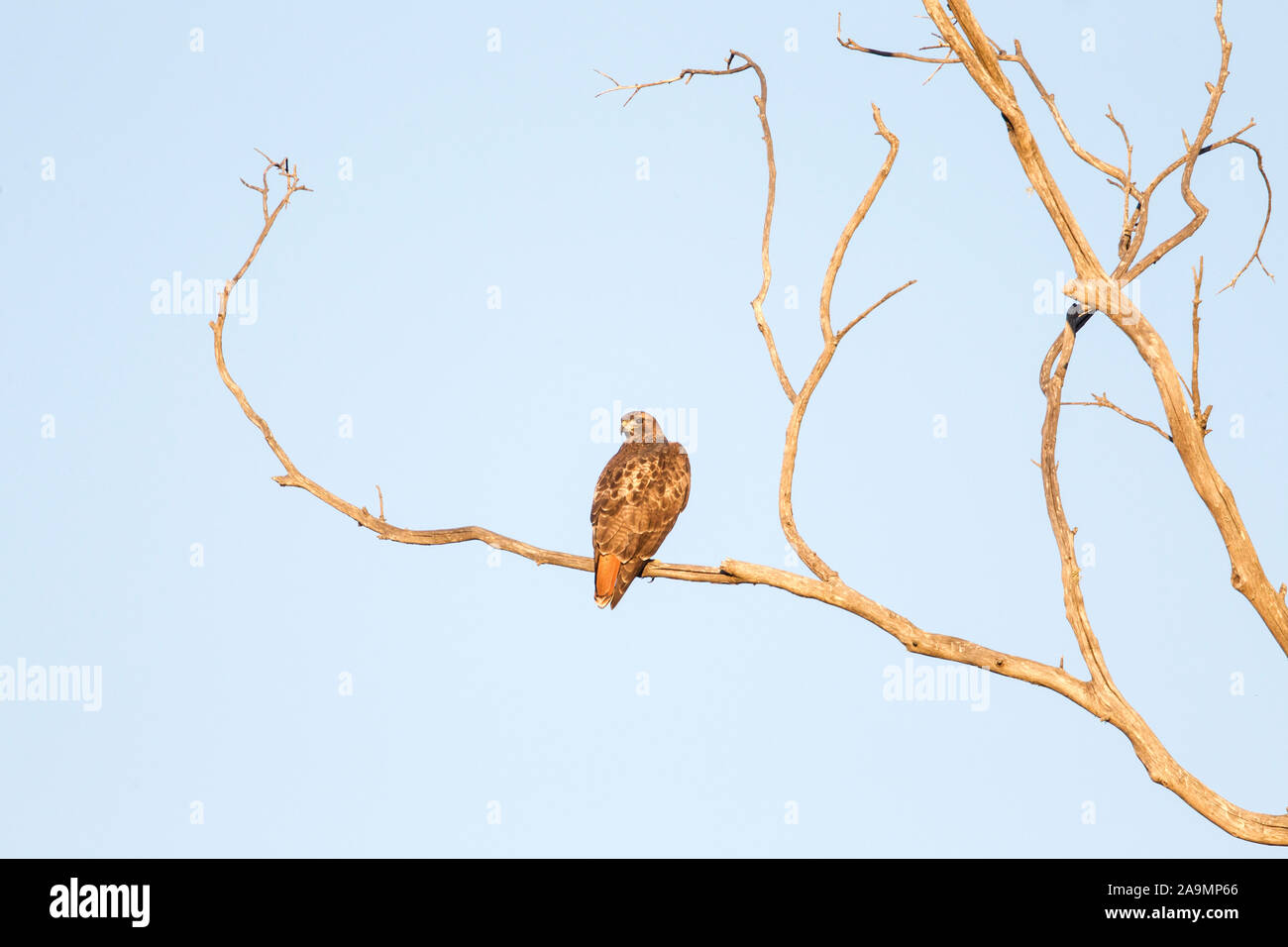 Dead hawk hi-res stock photography and images - Alamy