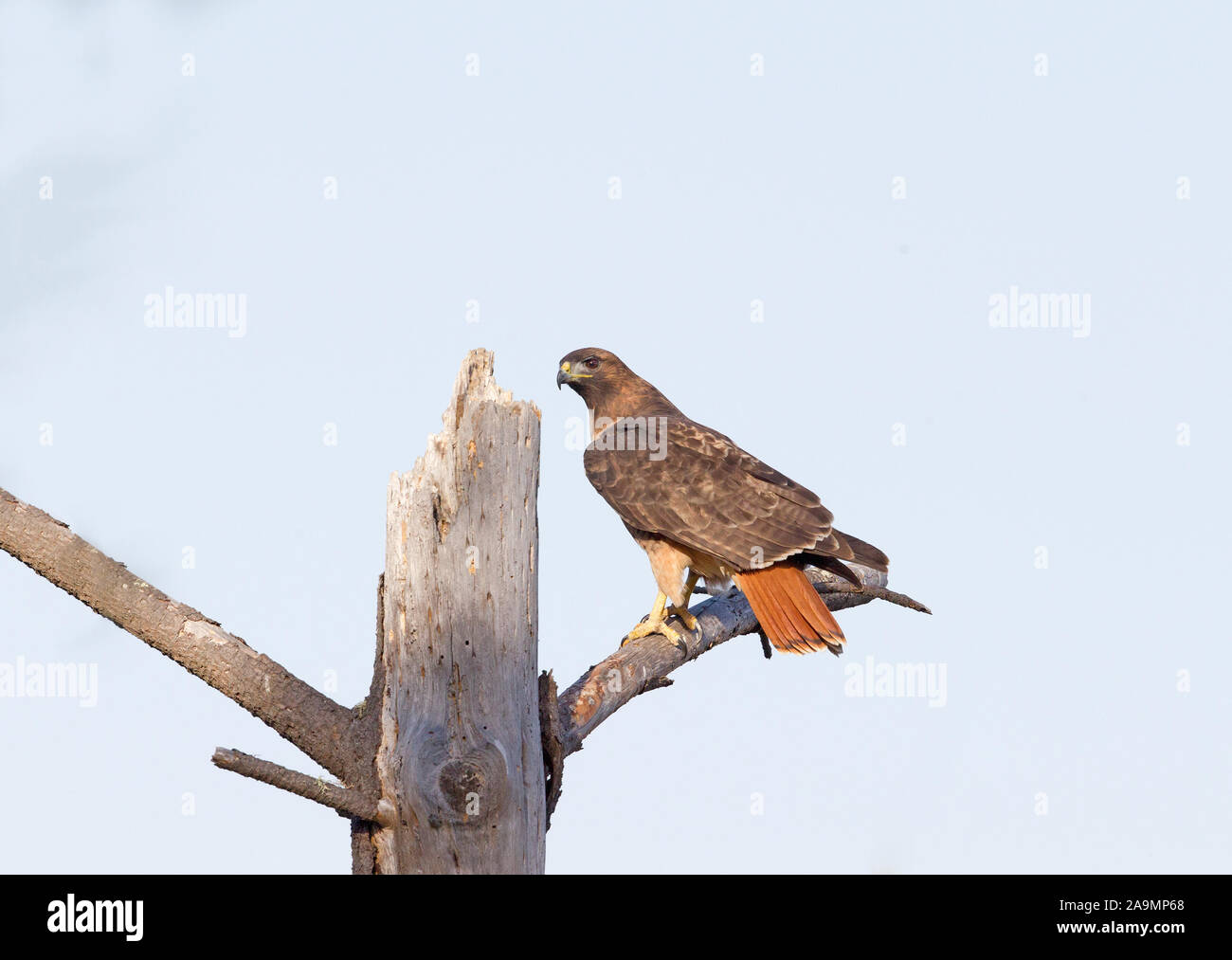 Dead hawk hi-res stock photography and images - Alamy