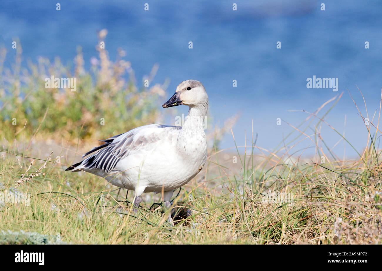 Snow Goose Juvenile on Shore Stock Photo - Alamy